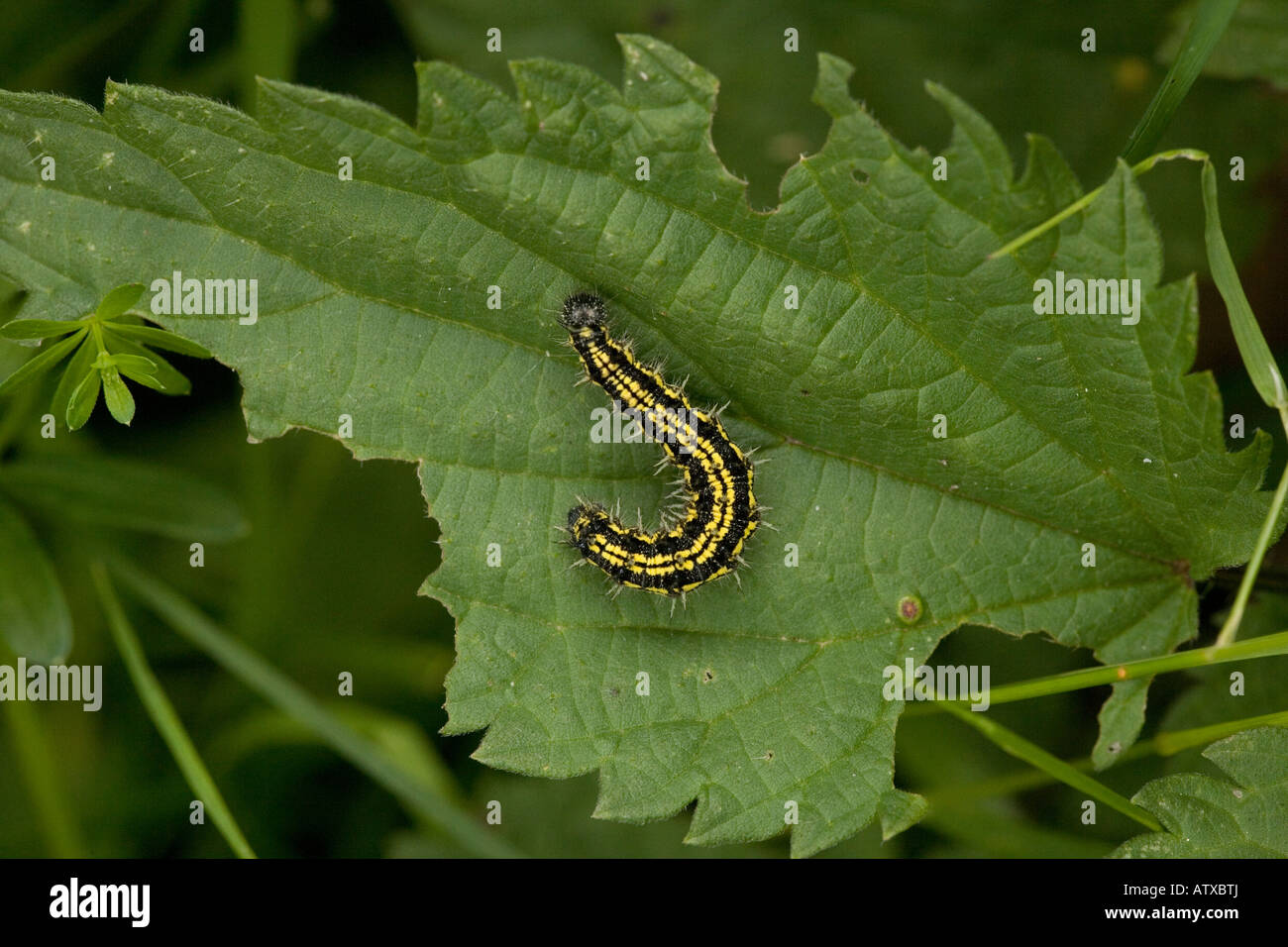 Small tortoiseshell, larva or caterpillar, Aglais urticae, on nettle ...
