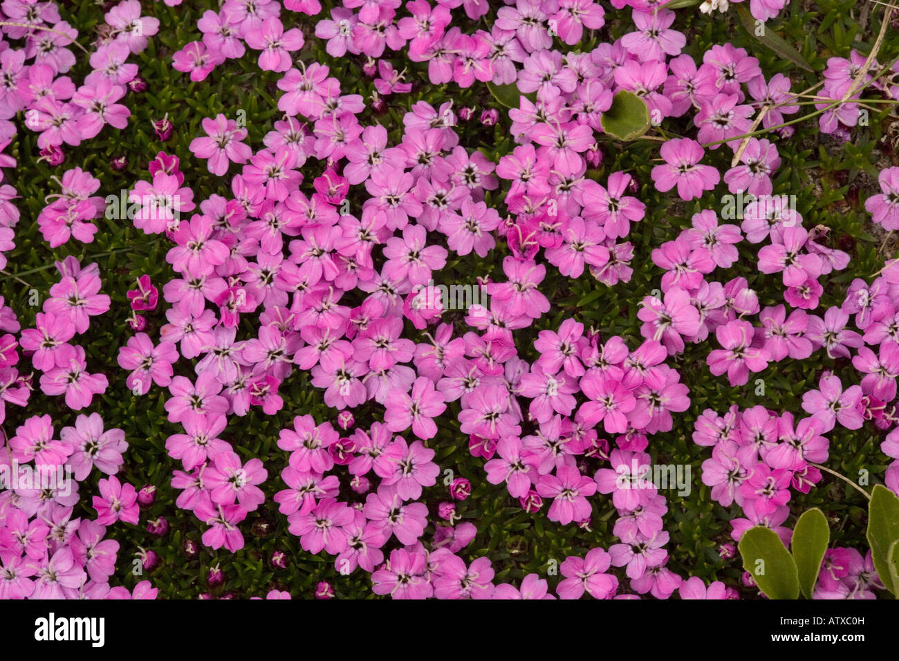 Moss campion, Silene acaulis, beautiful alpine tussock plant uncommon ...