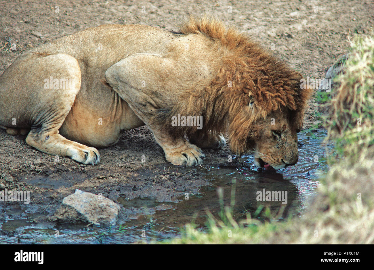 Male lion with big mane and full belly drinking at a small pool Masai ...