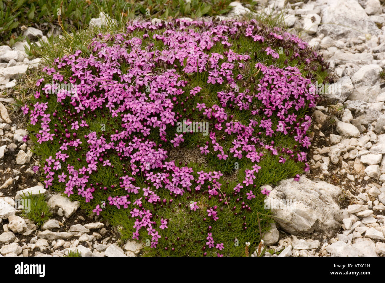 Moss campion, Silene acaulis, beautiful alpine tussock plant uncommon ...