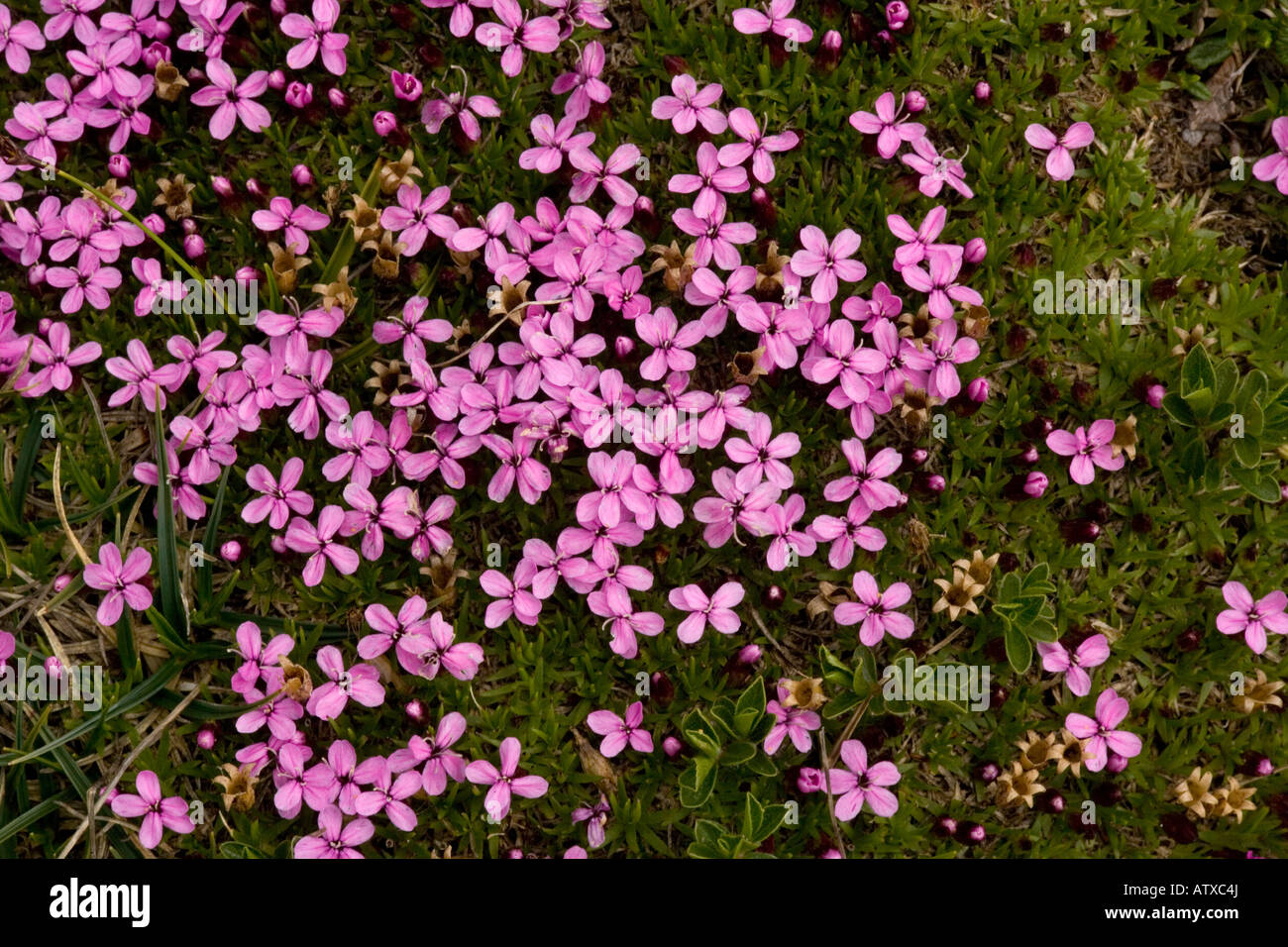 Moss campion, Silene acaulis, beautiful alpine tussock plant uncommon ...