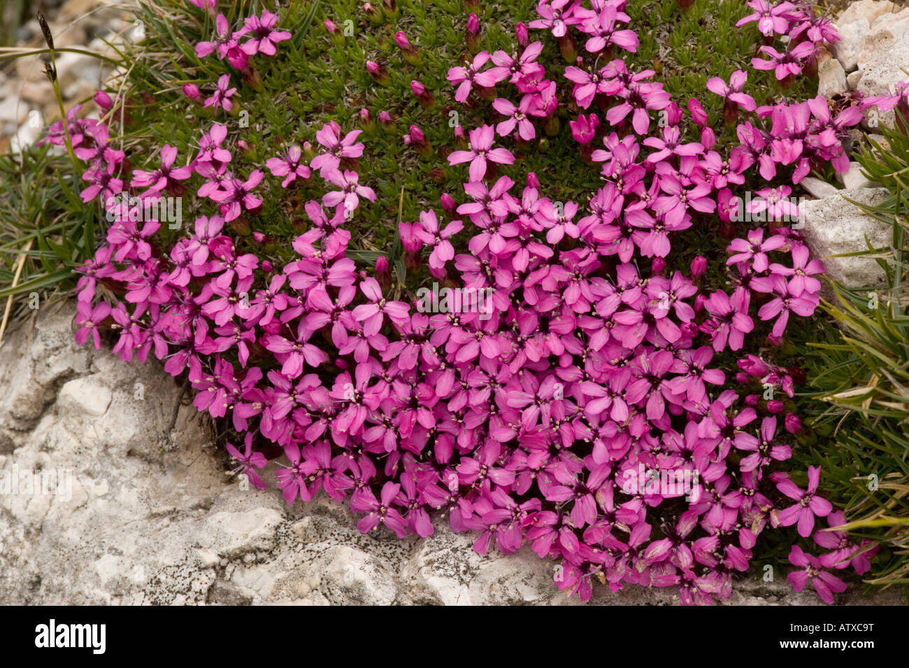 Moss campion, Silene acaulis, beautiful alpine tussock plant uncommon ...