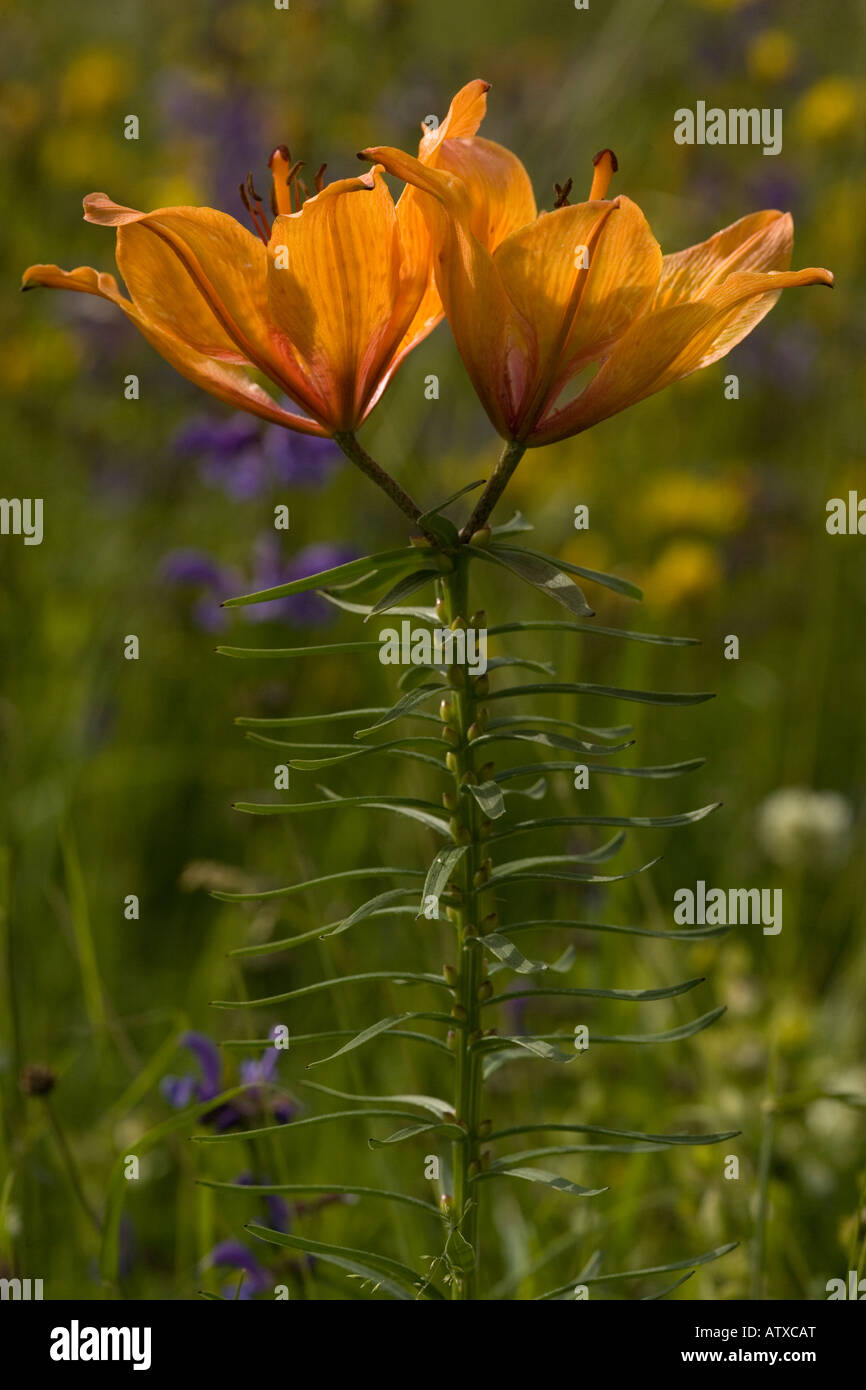 Lily reproduction hi-res stock photography and images - Alamy