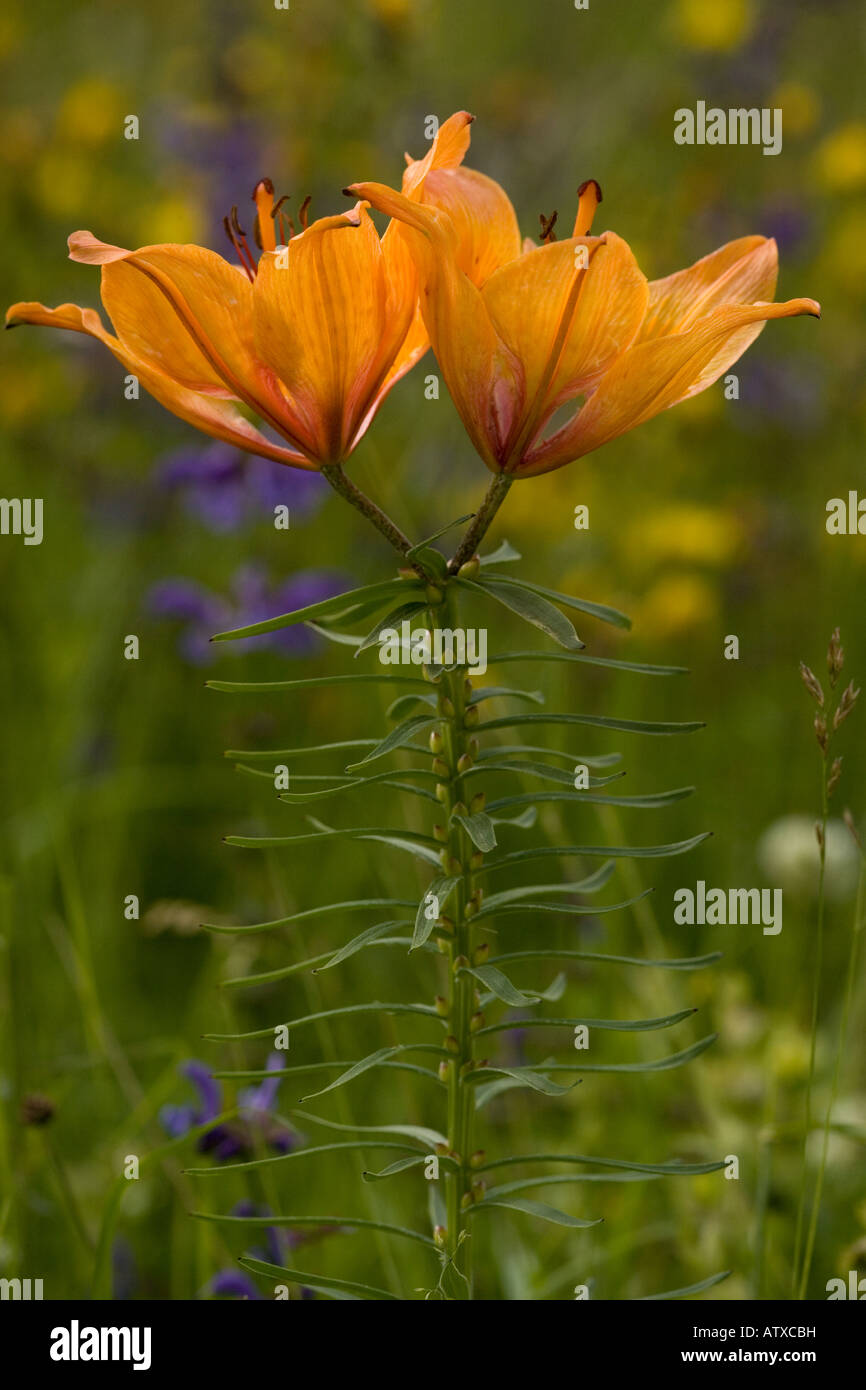 Orange Lily, Lilium bulbiferum, close-up, Dolomite, Italy, Europe Stock ...