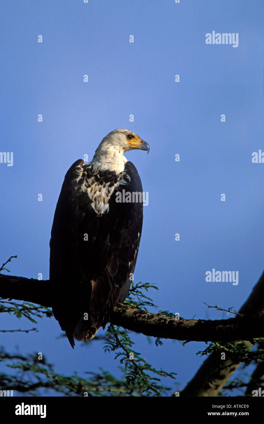 Yellow beaked eagle hi-res stock photography and images - Alamy