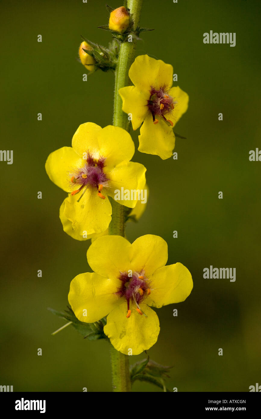 Moth mullein hi-res stock photography and images - Alamy