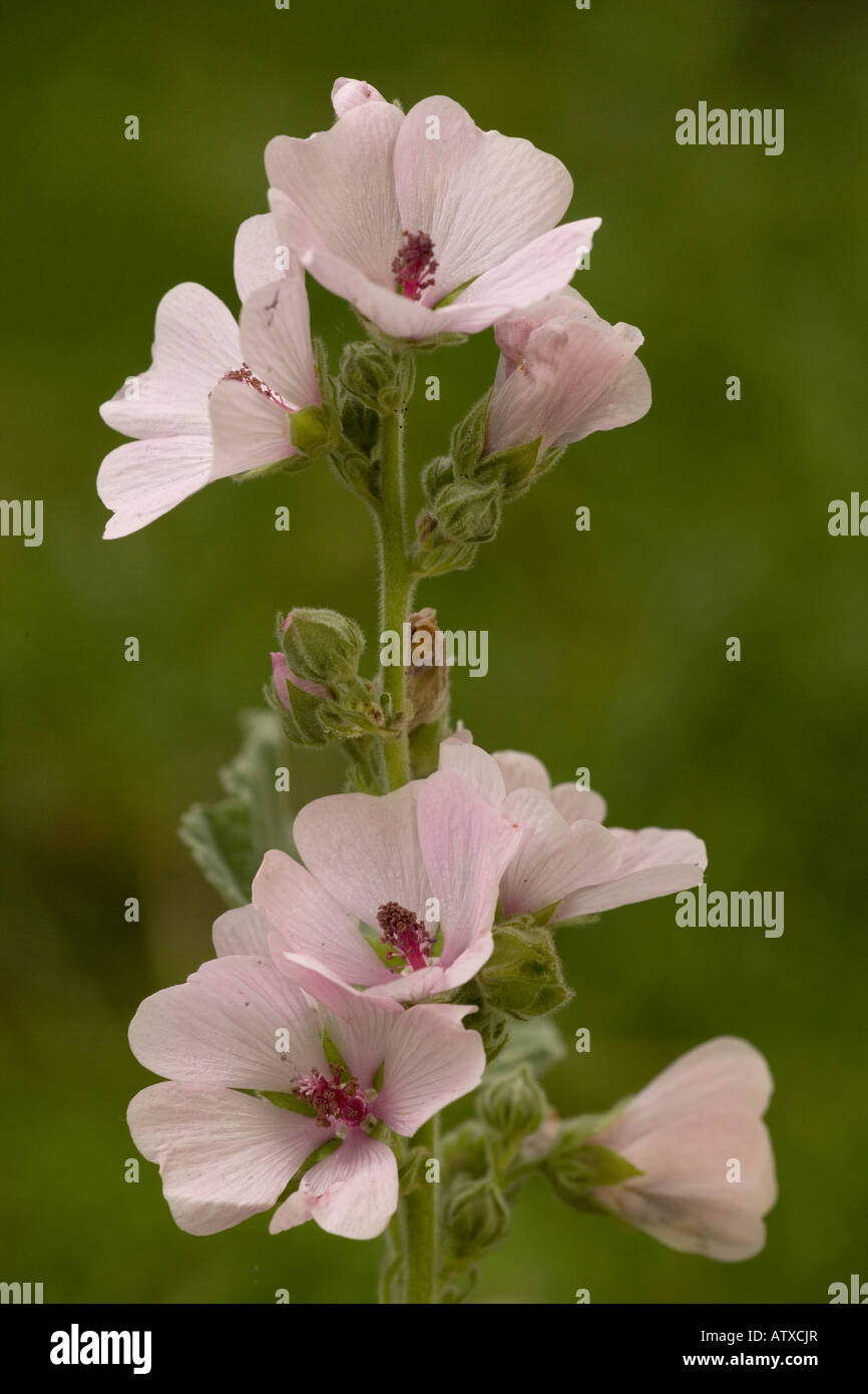 Marsh Mallow (Althaea officinalis) in flower, close-up Stock Photo - Alamy