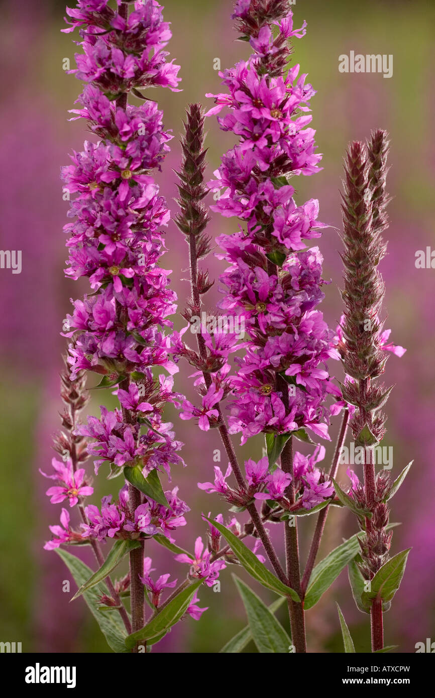 Purple Loosestrife (Lythrum salicaria) in flower Stock Photo - Alamy
