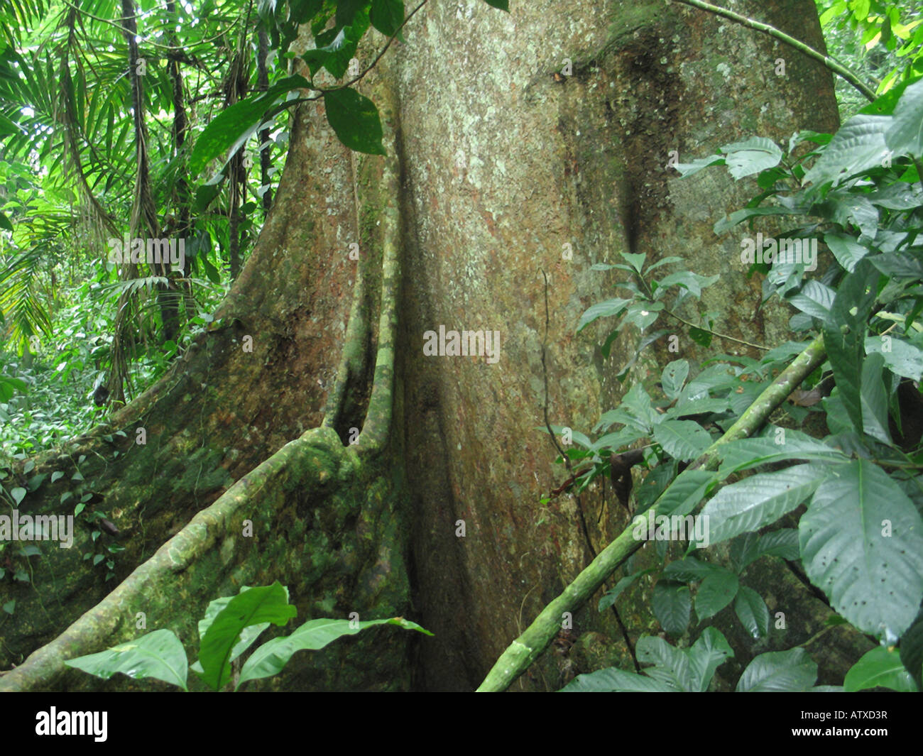 Tree, Henri Pittier National Park, Venezuela, Cloudy Forest Stock Photo ...