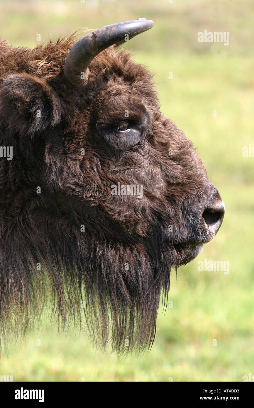 Bison in close-up, Captive in nature reserve in Scotland Stock Photo ...
