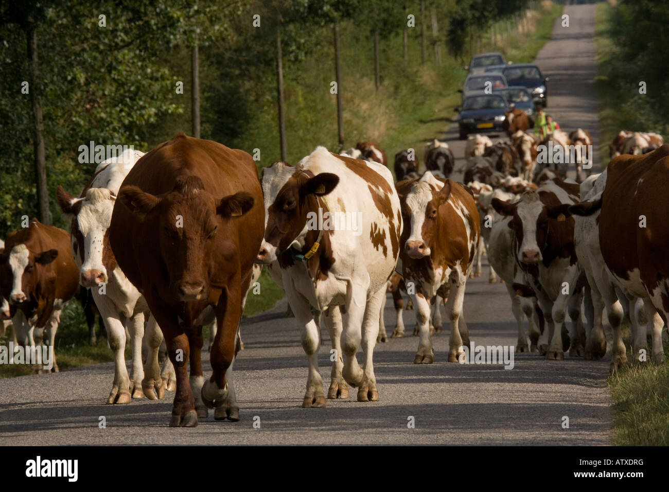 Dairy cows france hi-res stock photography and images - Alamy
