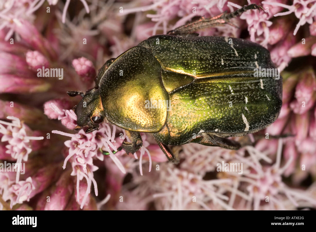 Rose Chafer Cetonia aurata feeding on flowers Larvae live in ant's ...