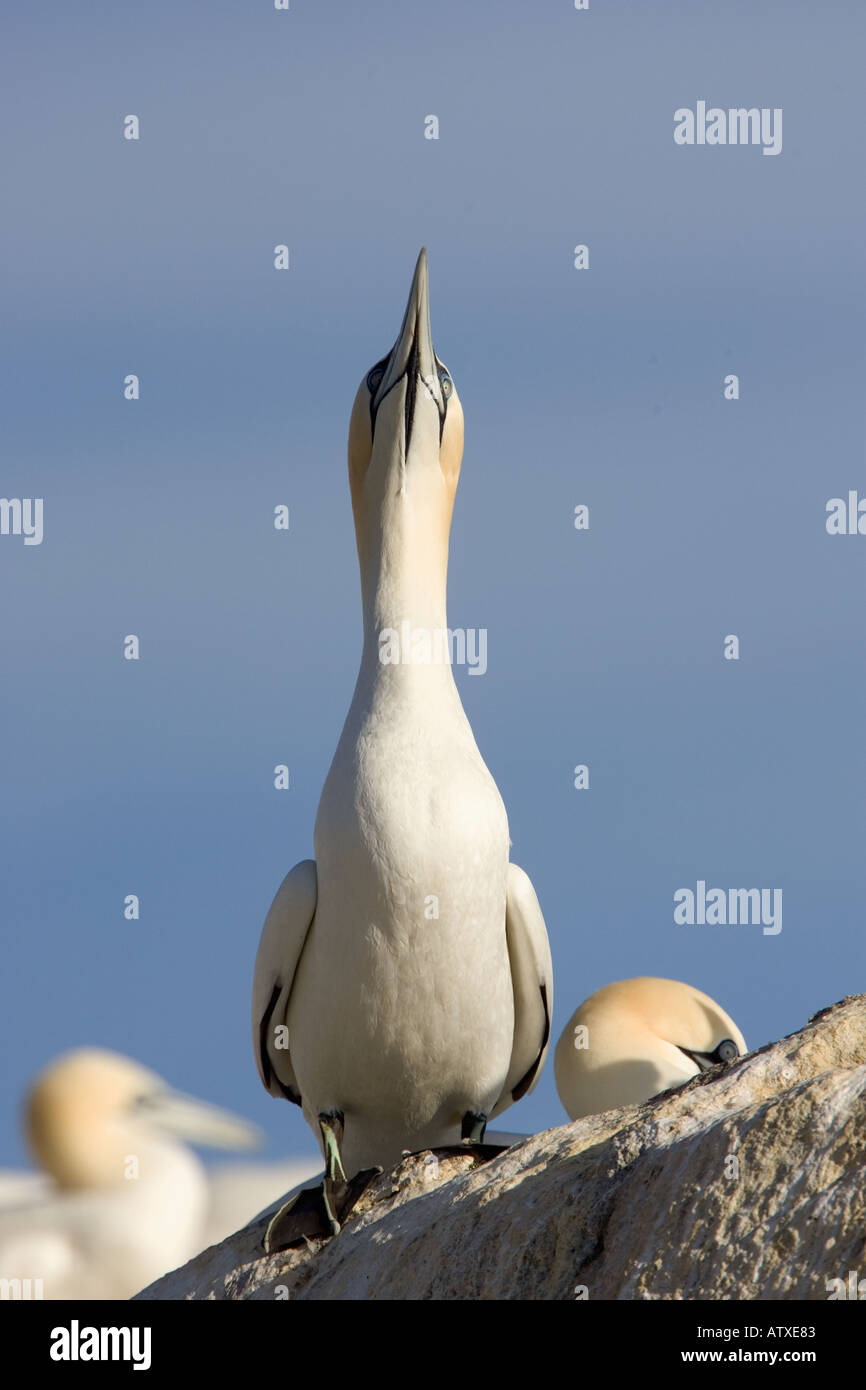 Gannet skypointing Great Saltee Island Stock Photo - Alamy
