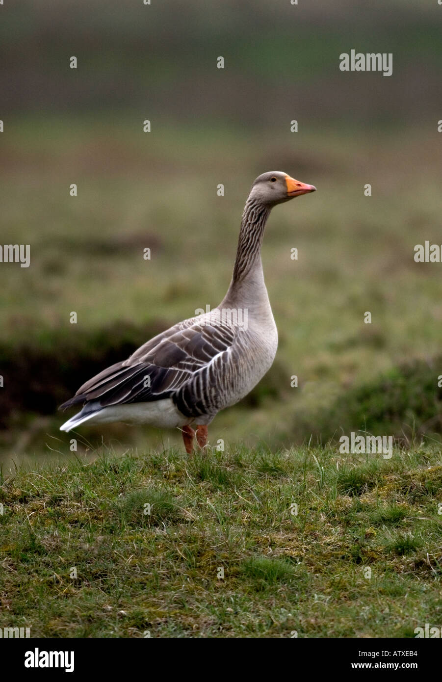 Spotted goose hi-res stock photography and images - Alamy