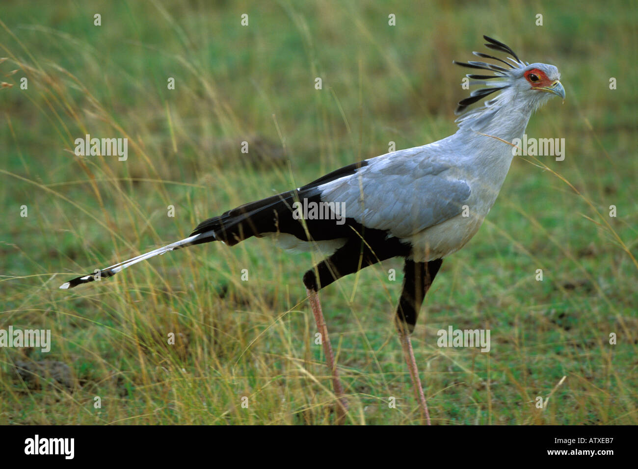 Secretary bird behavior hi-res stock photography and images - Alamy