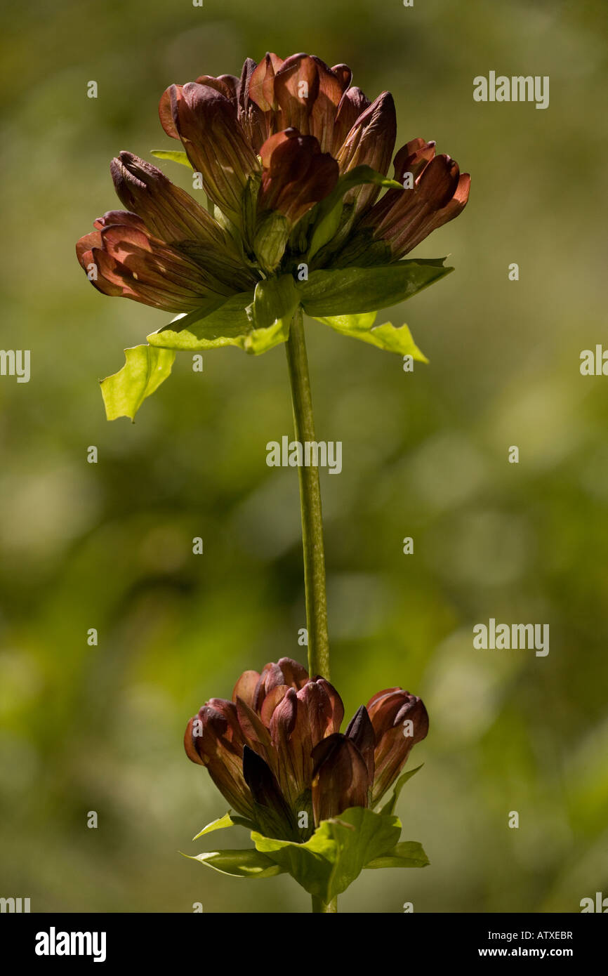 Purple Gentian Gentiana purpurea French Alps Stock Photo - Alamy
