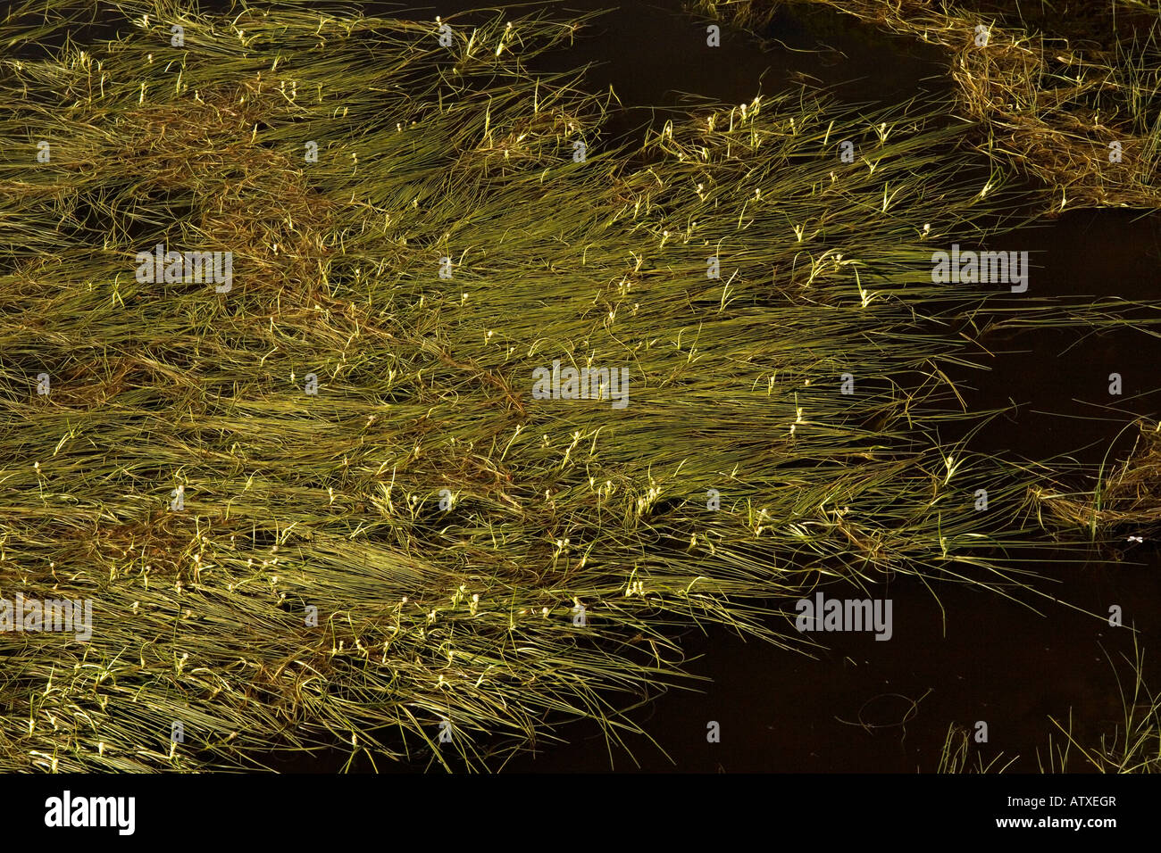 Floating bur reed Sparganium angustifolium in alpine lake France Stock ...