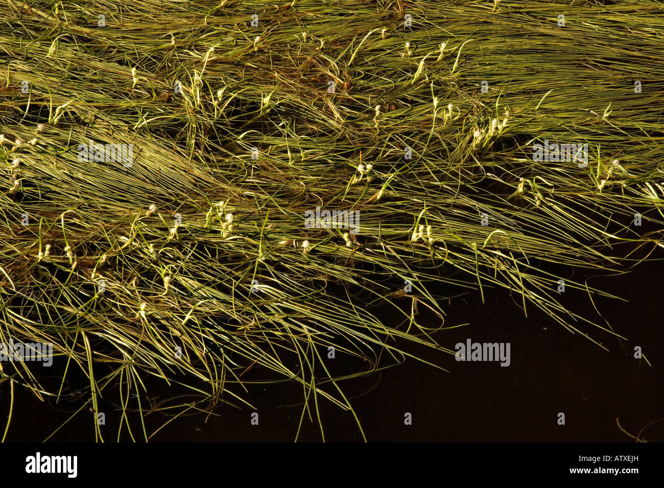 Floating bur reed Sparganium angustifolium in alpine lake Stock Photo ...