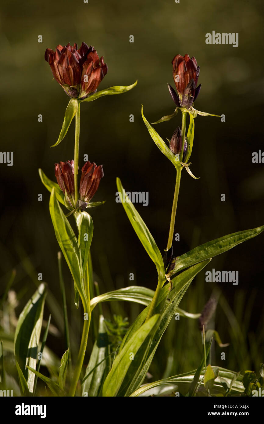 Purple Gentian, Gentiana purpurea, French Alps Stock Photo - Alamy