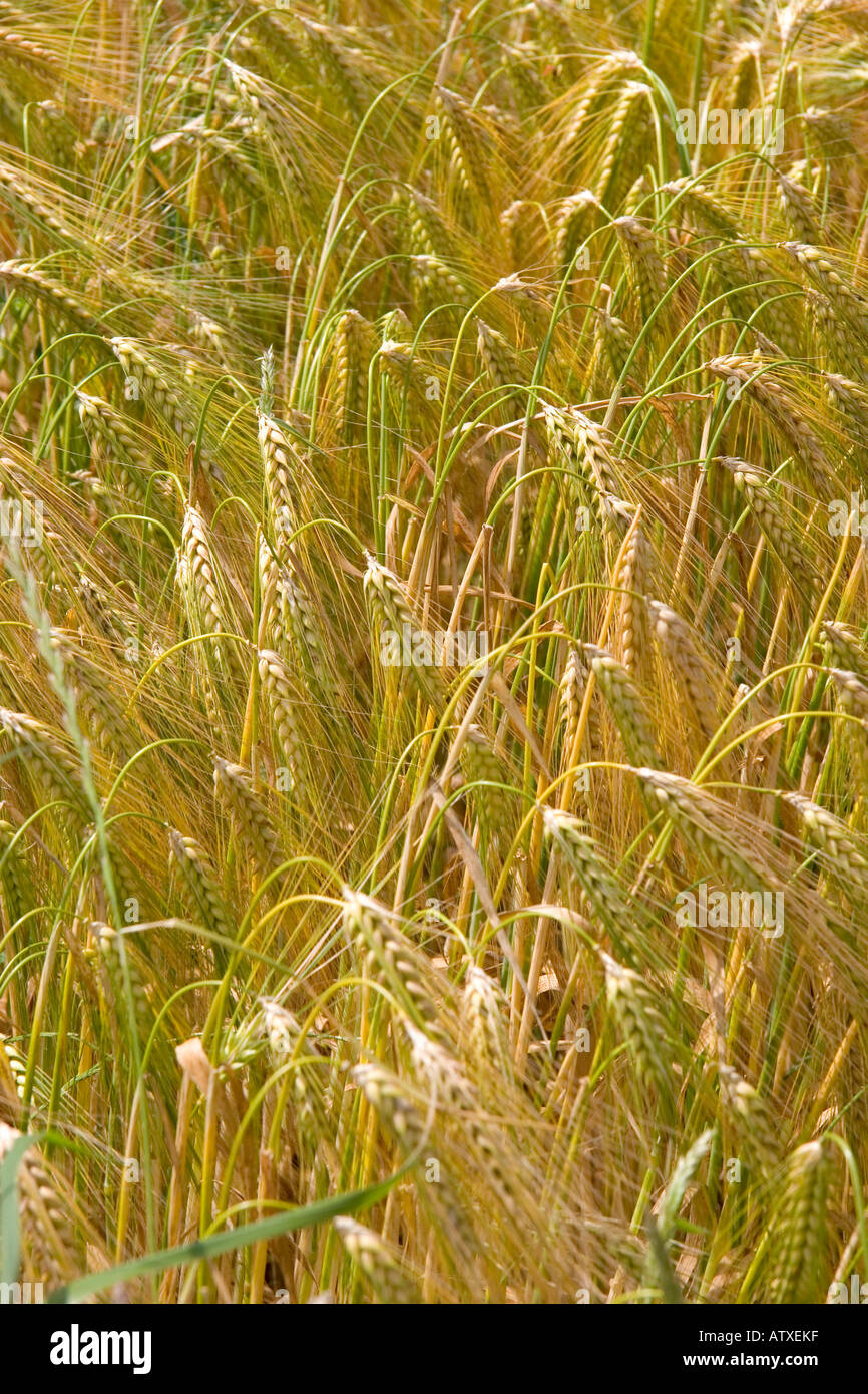 Vertical wheat field hi-res stock photography and images - Alamy