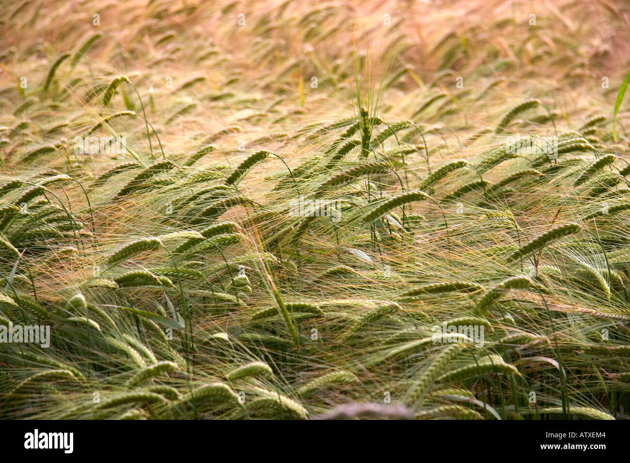 Italy wheat grain hi-res stock photography and images - Alamy