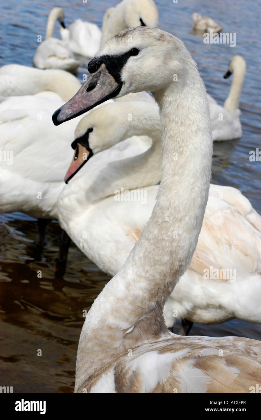 Swans in the river Severn Stock Photo - Alamy