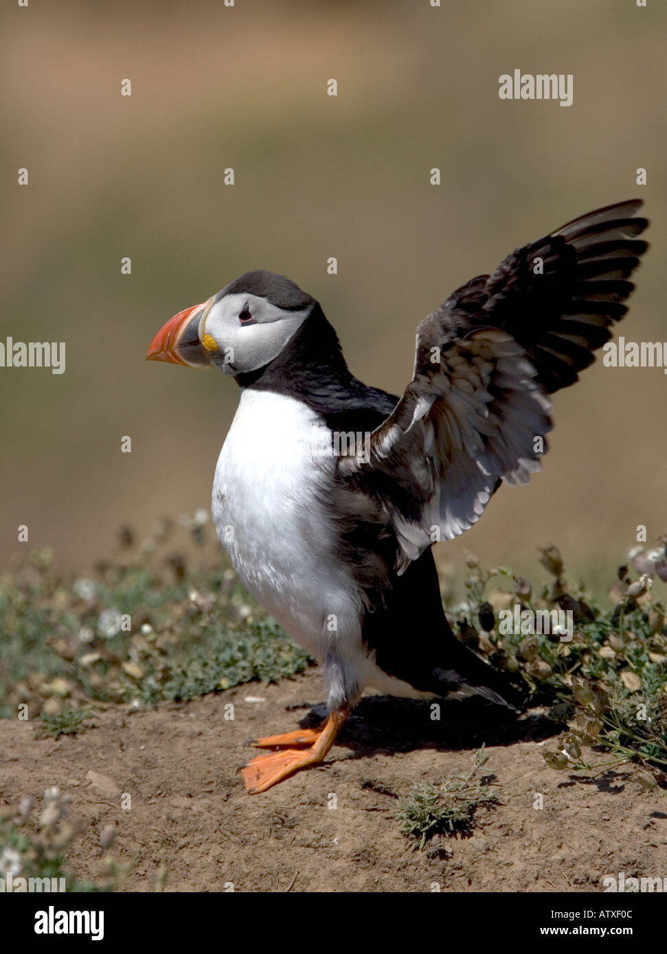 Puffin stretching wings on skomer island hi-res stock photography and ...