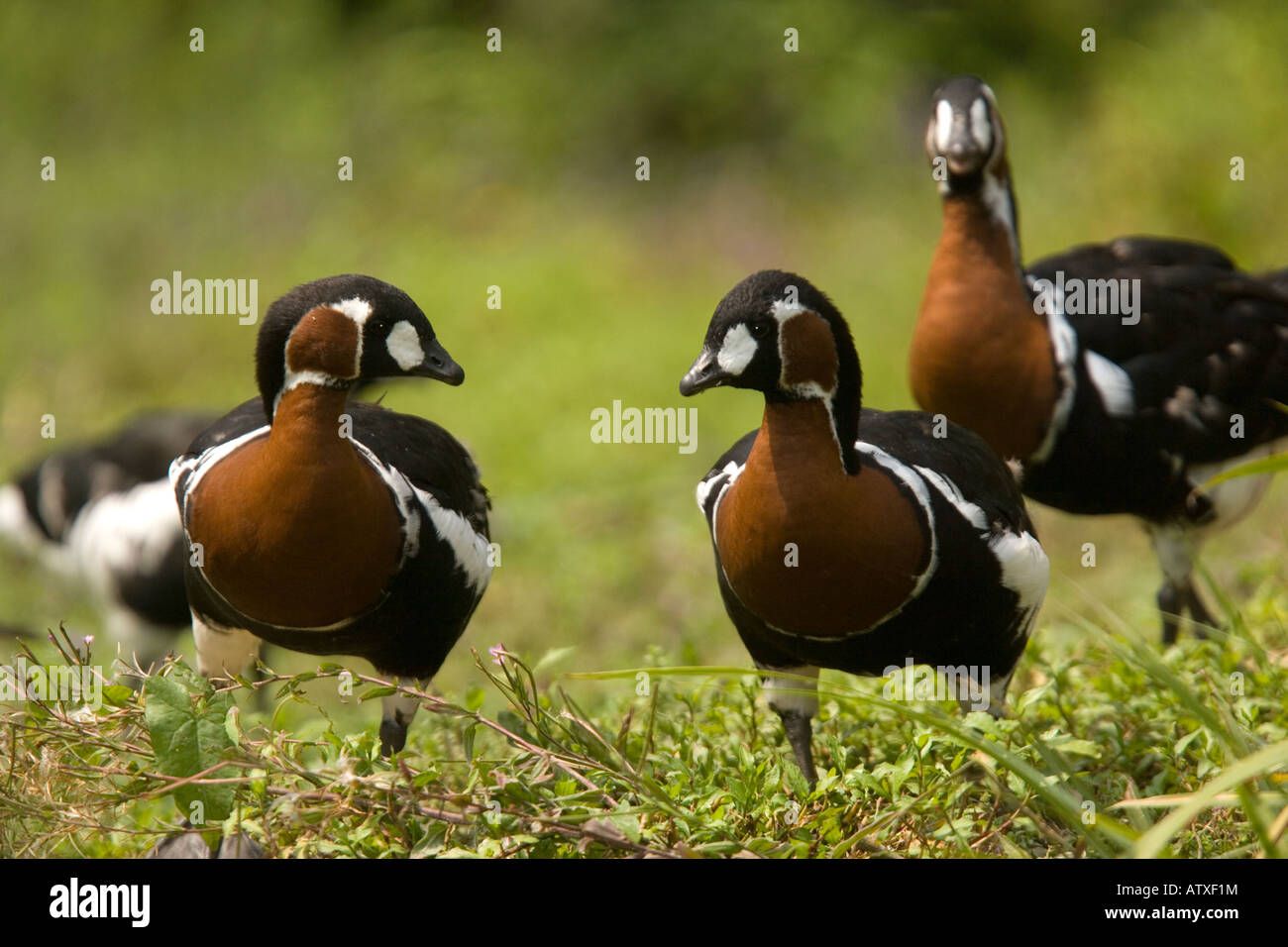 Red-breasted Goose, Branta ruficollis, nests in arctic Europe winters ...