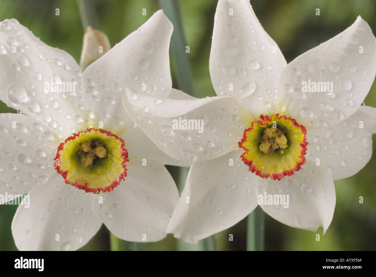 Narcissus poeticus var. recurvus AGM (Old pheasant's eye Daffodil ...
