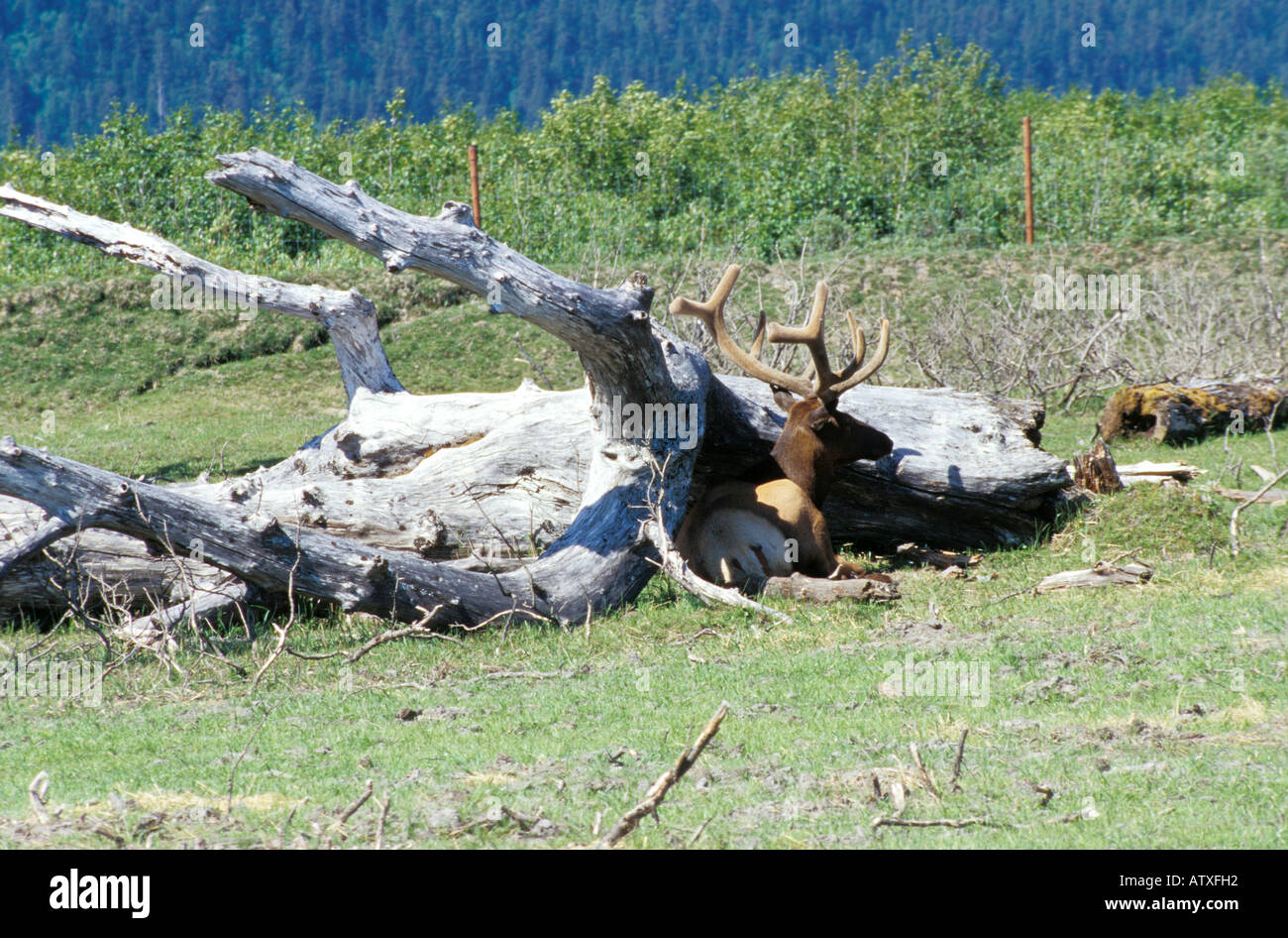Elk taking a nap Yellowstone National Park United States of America ...