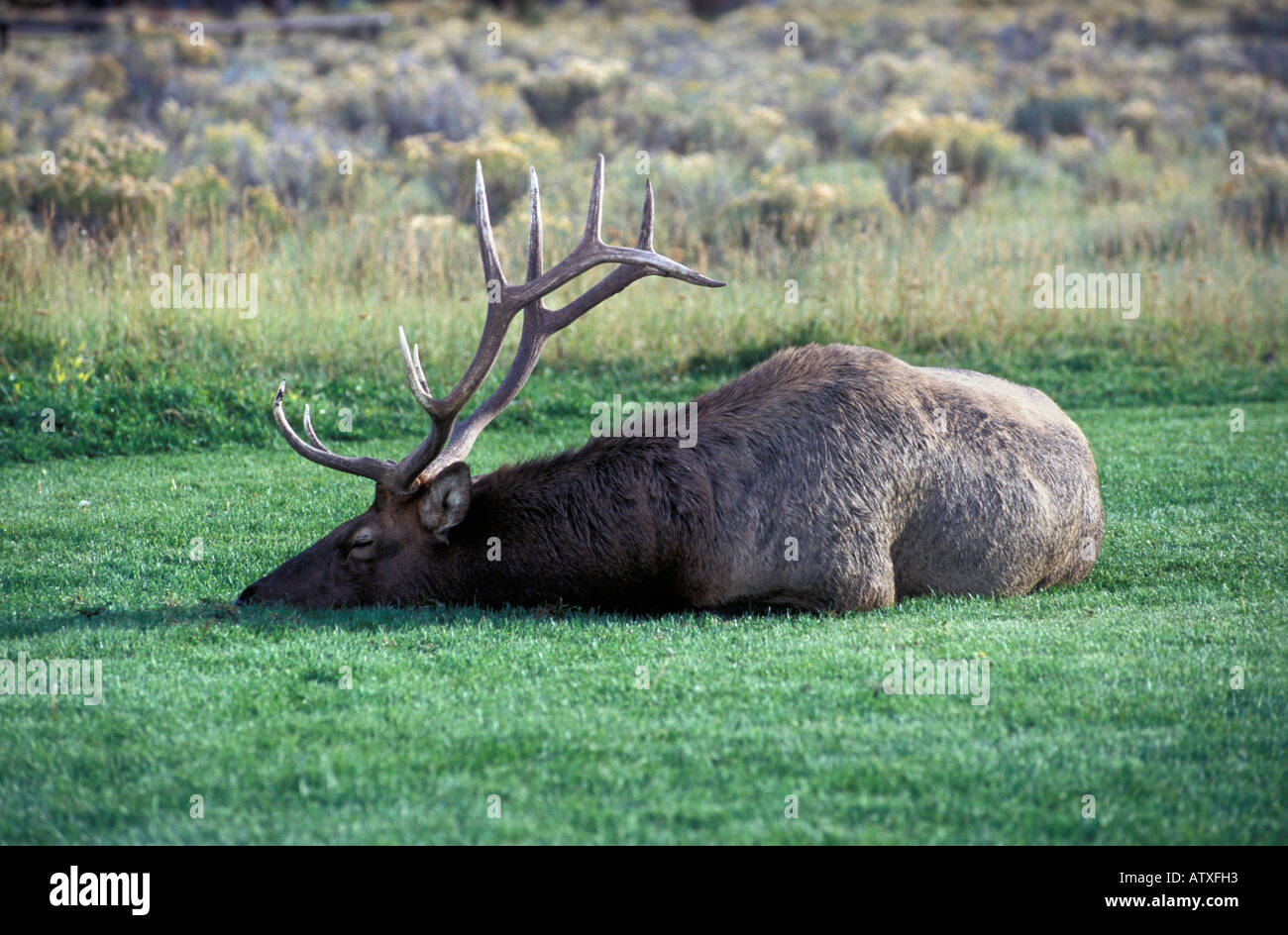 Elk taking a nap Yellowstone National Park United States of America ...