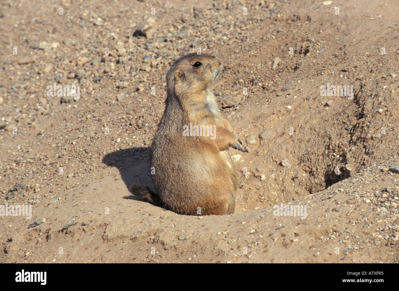Cane del deserto Sonora Desert museum Arizona United States of America ...
