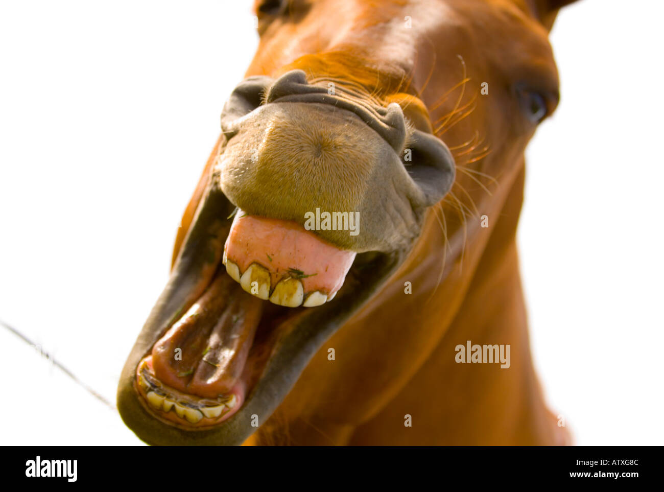 Animals talking mouth open hi-res stock photography and images - Alamy