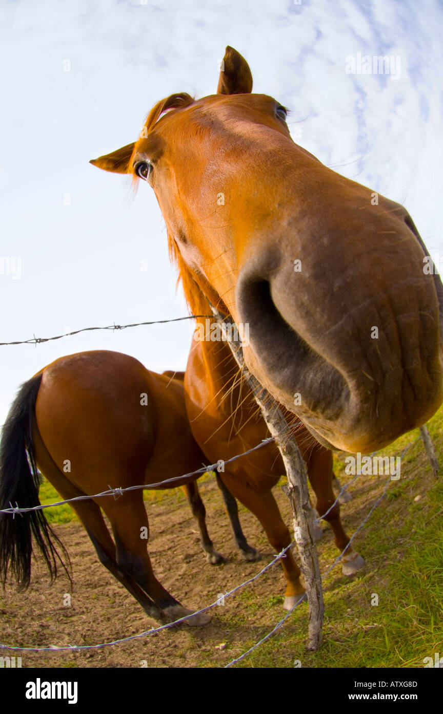 Fisheye lens animals hi-res stock photography and images - Alamy