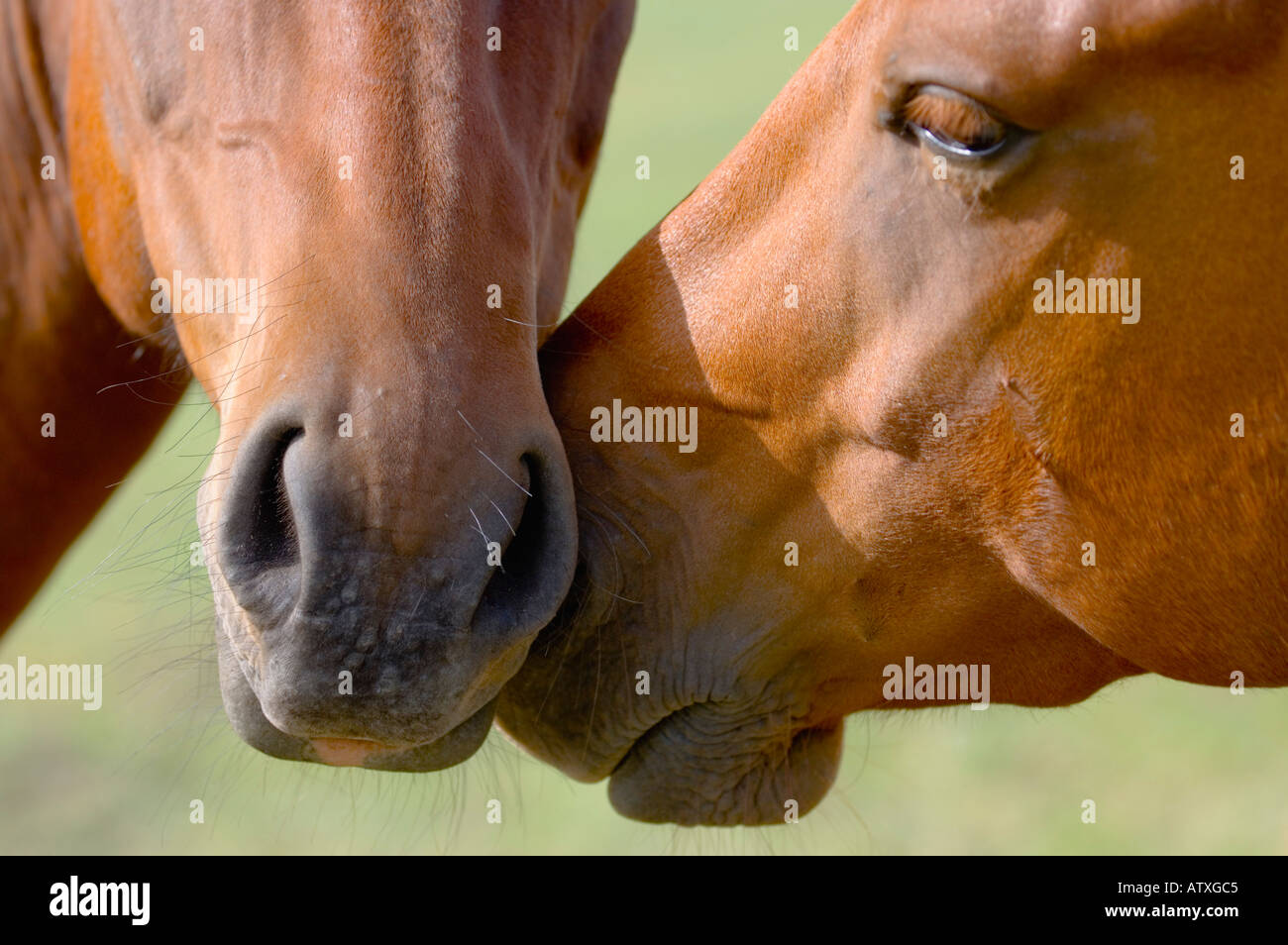 Touch animals hi-res stock photography and images - Alamy