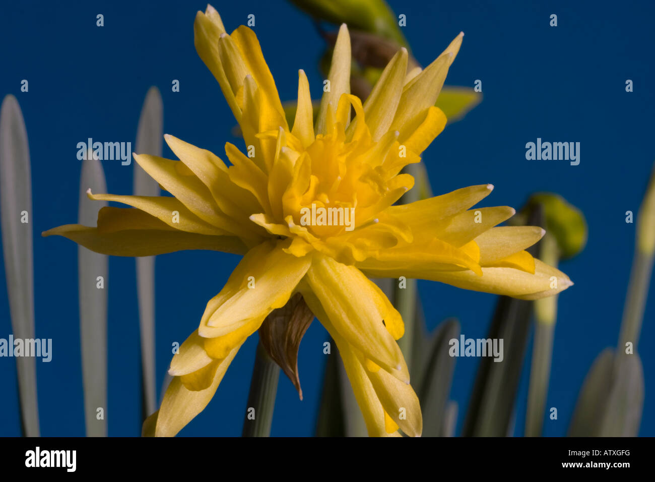 Rip van winkle gardens hi-res stock photography and images - Alamy