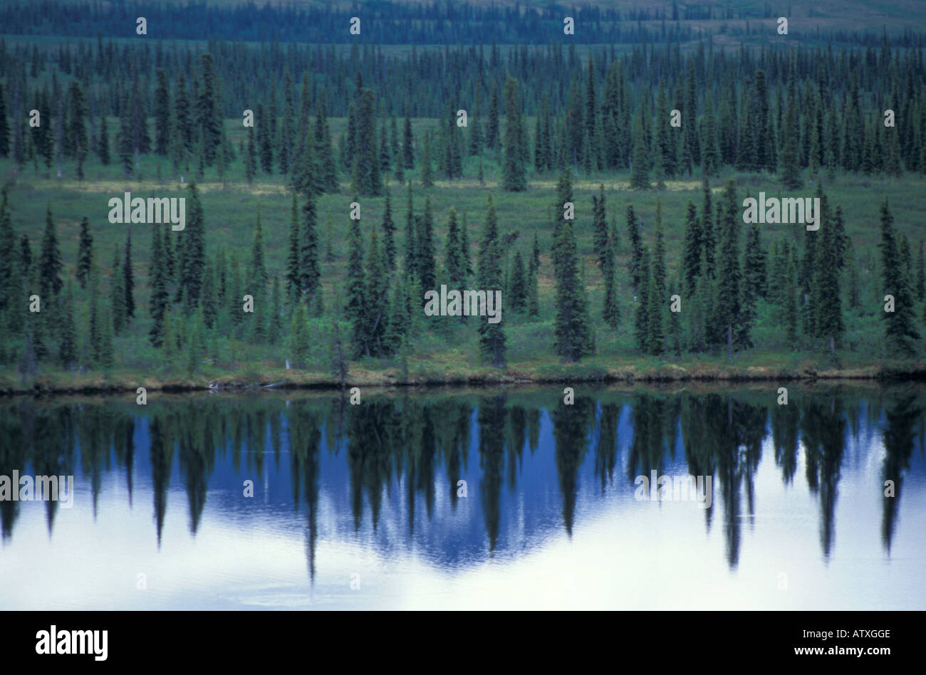 Reflection on water Denali national park Alaska United States of ...