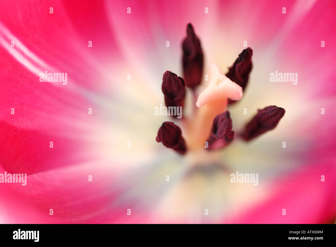 Inside of a tulip hi-res stock photography and images - Alamy