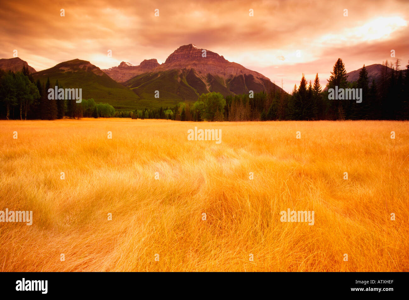 A golden field by a mountain Stock Photo - Alamy