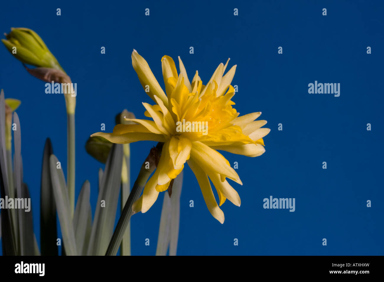 narcissus rip van winkle flower and bud Stock Photo - Alamy