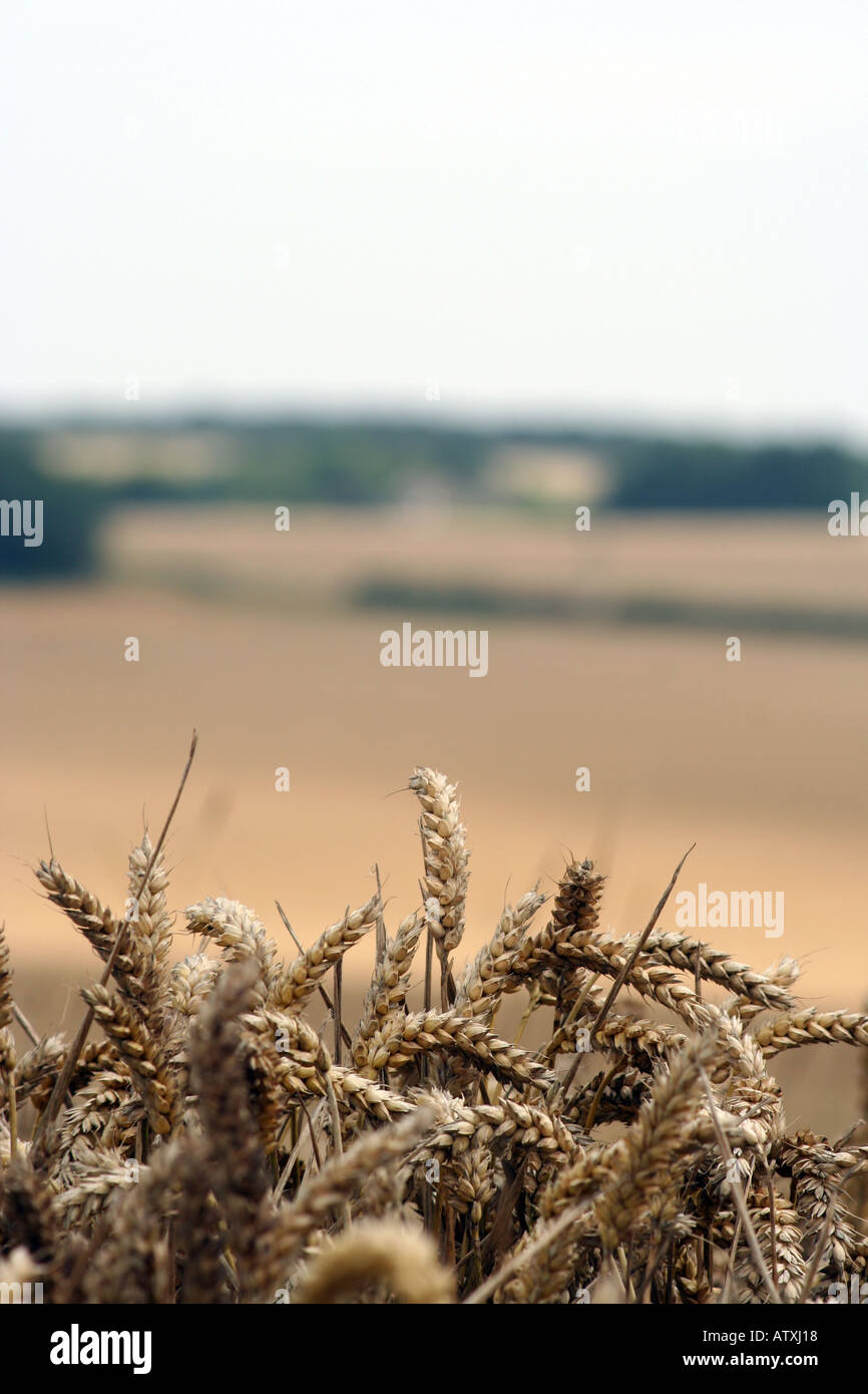 Wheat wheat fields lincolnshire farming harvest uk vertical farm hi-res ...