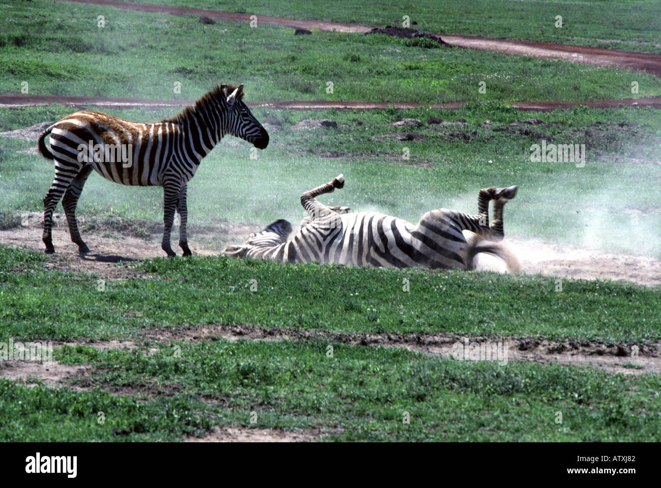 zebra dust bath, ngorongoro crater, tanzania Stock Photo - Alamy