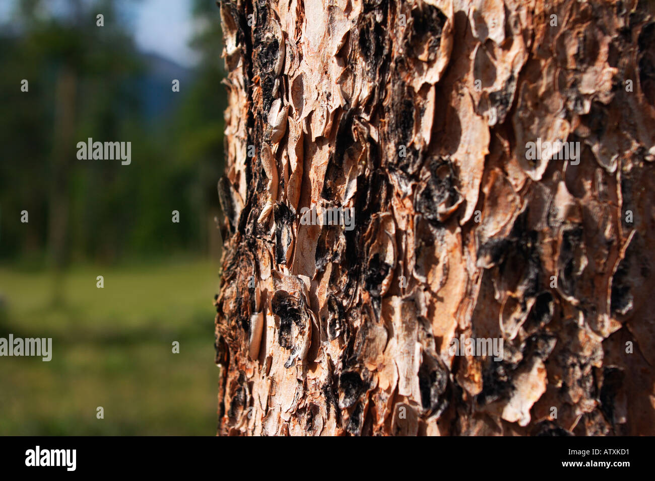Lumpy bark hi-res stock photography and images - Alamy