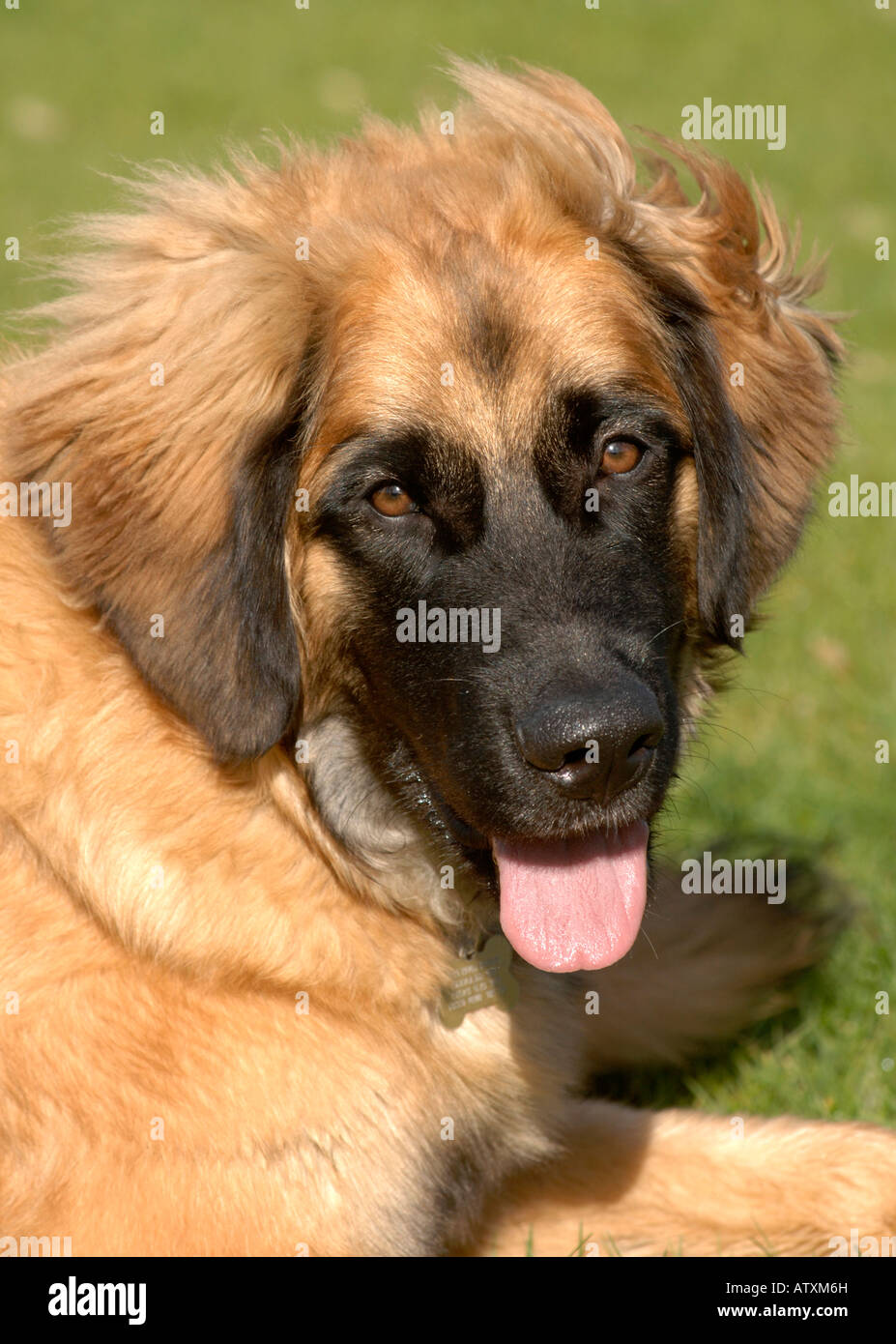 Leonberger hund hi-res stock photography and images - Alamy