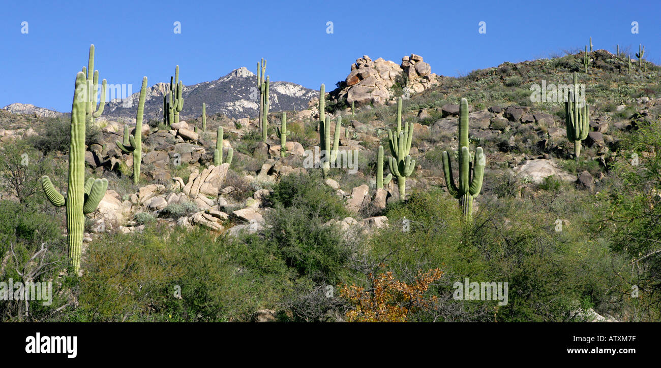 Saguaro Hillside Catalina AZ Stock Photo - Alamy