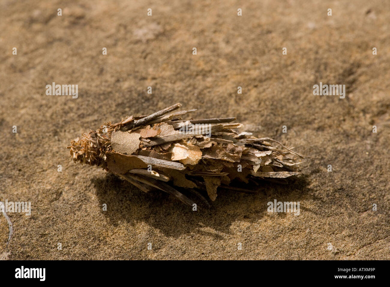 Bagworm psychid moth larva on rock Pyrenees Stock Photo - Alamy