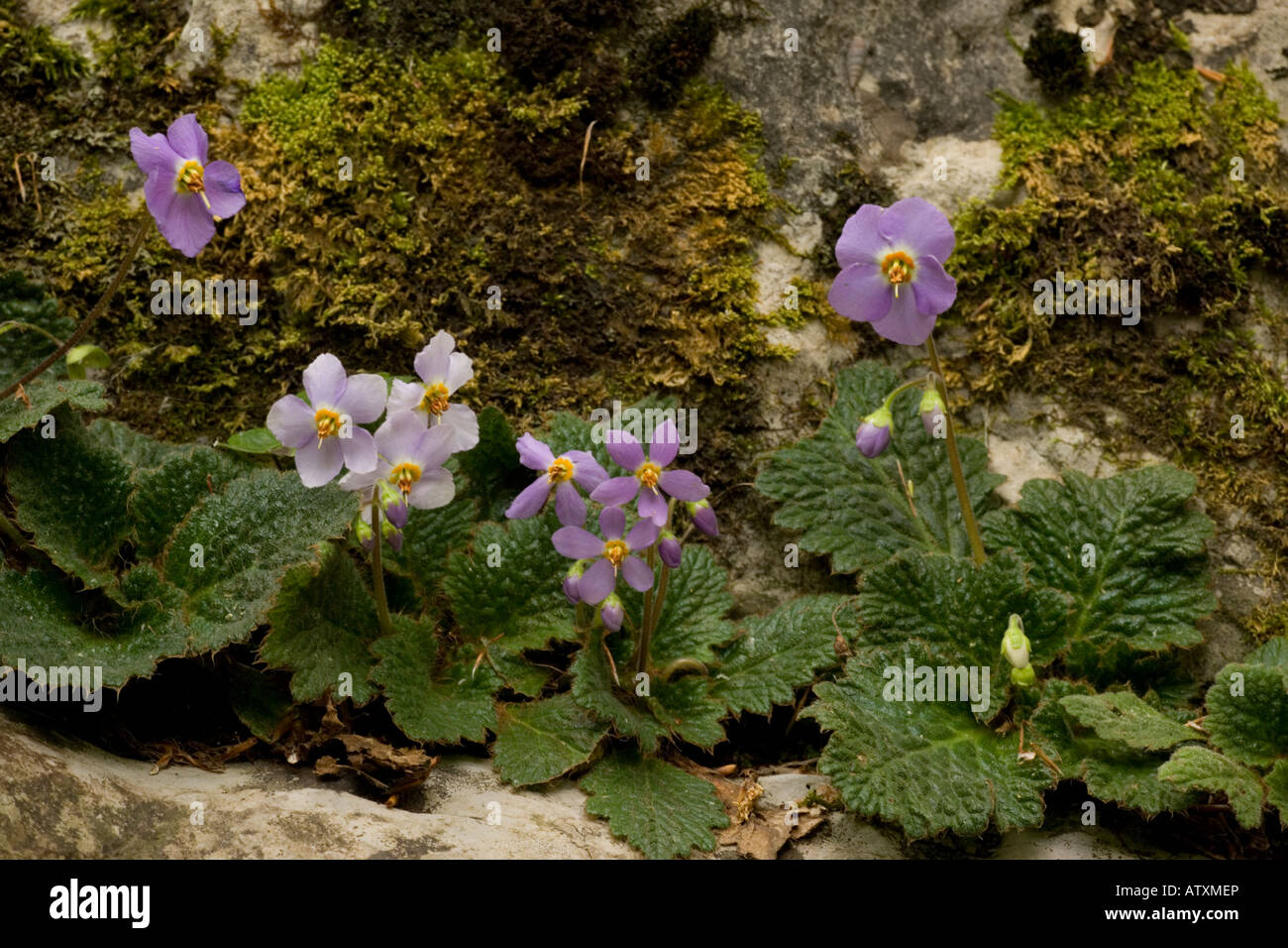 Ramonda, Ramonda myconi = Ramonda pyrenaica, in Pyrenean woodland ...