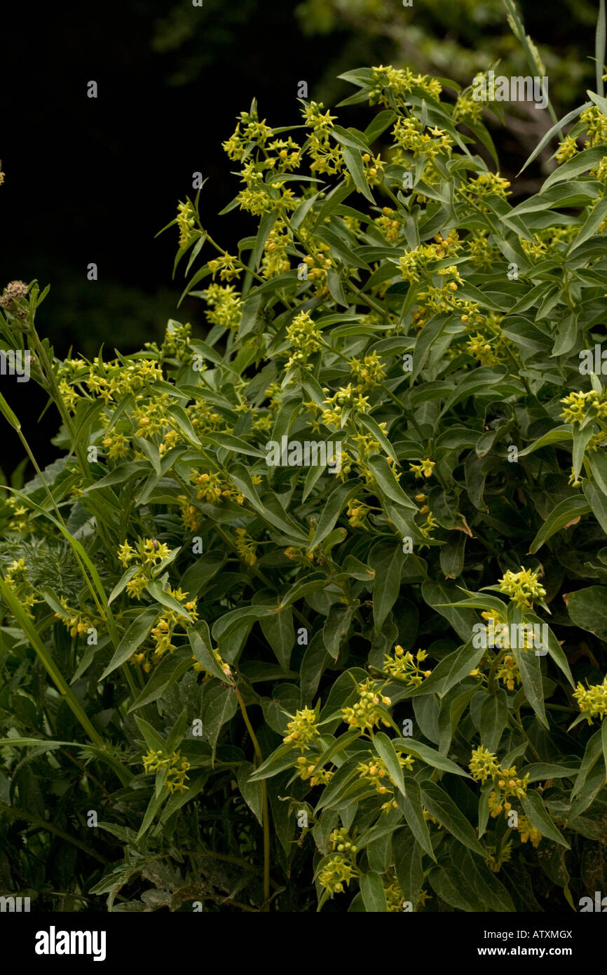 Swallow wort Vincetoxicum hirundinaria Medicinal and toxic plant ...