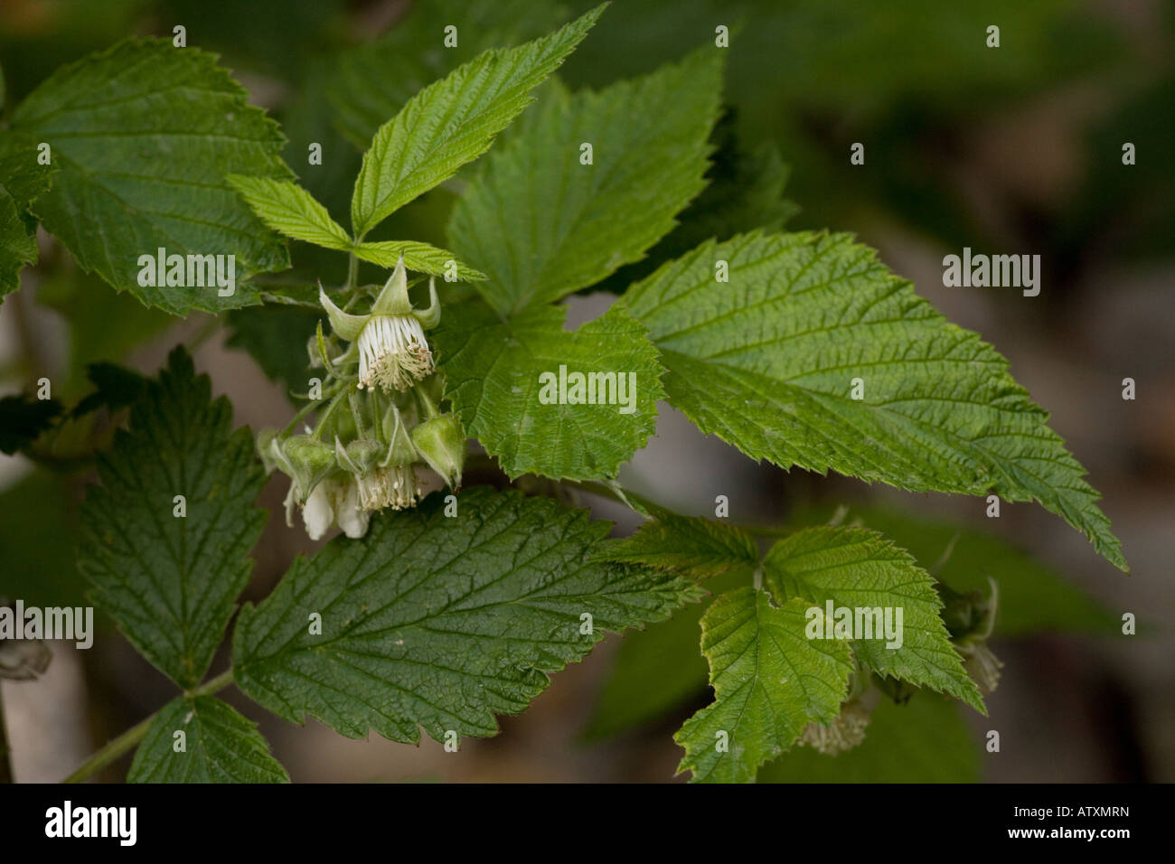 Raspberry in flower Rubus idaeus Stock Photo - Alamy