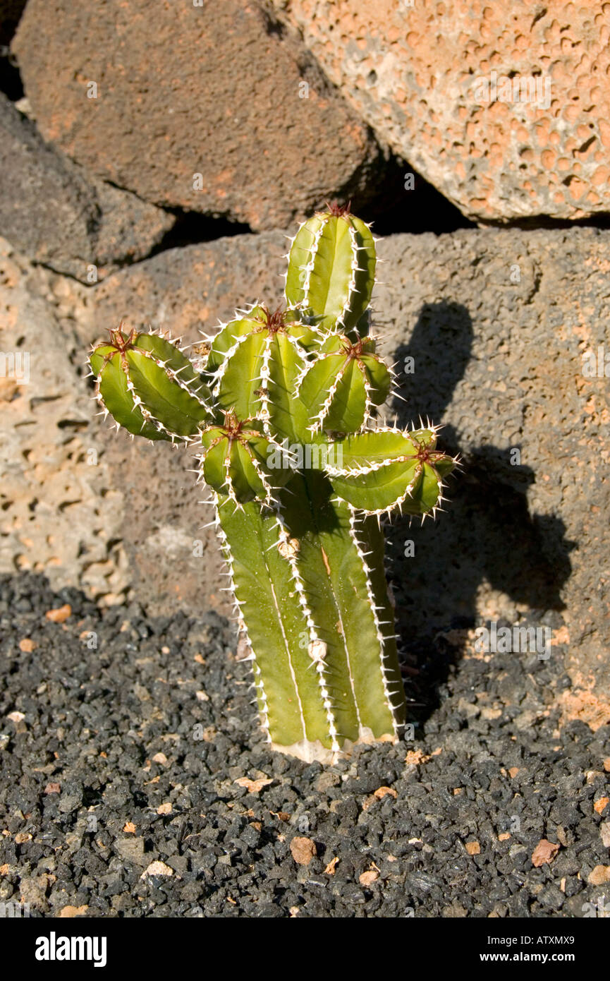 Jardin de Cactus Guatiza Stock Photo - Alamy